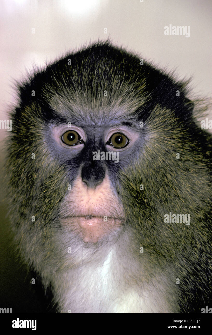 The campbells mona monkey hi-res stock photography and images - Alamy