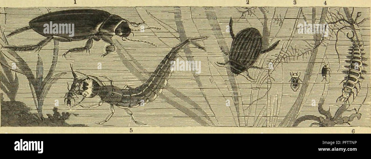 This illustration from 'Die Insekten, Tausendfüßler und Spinnen ...