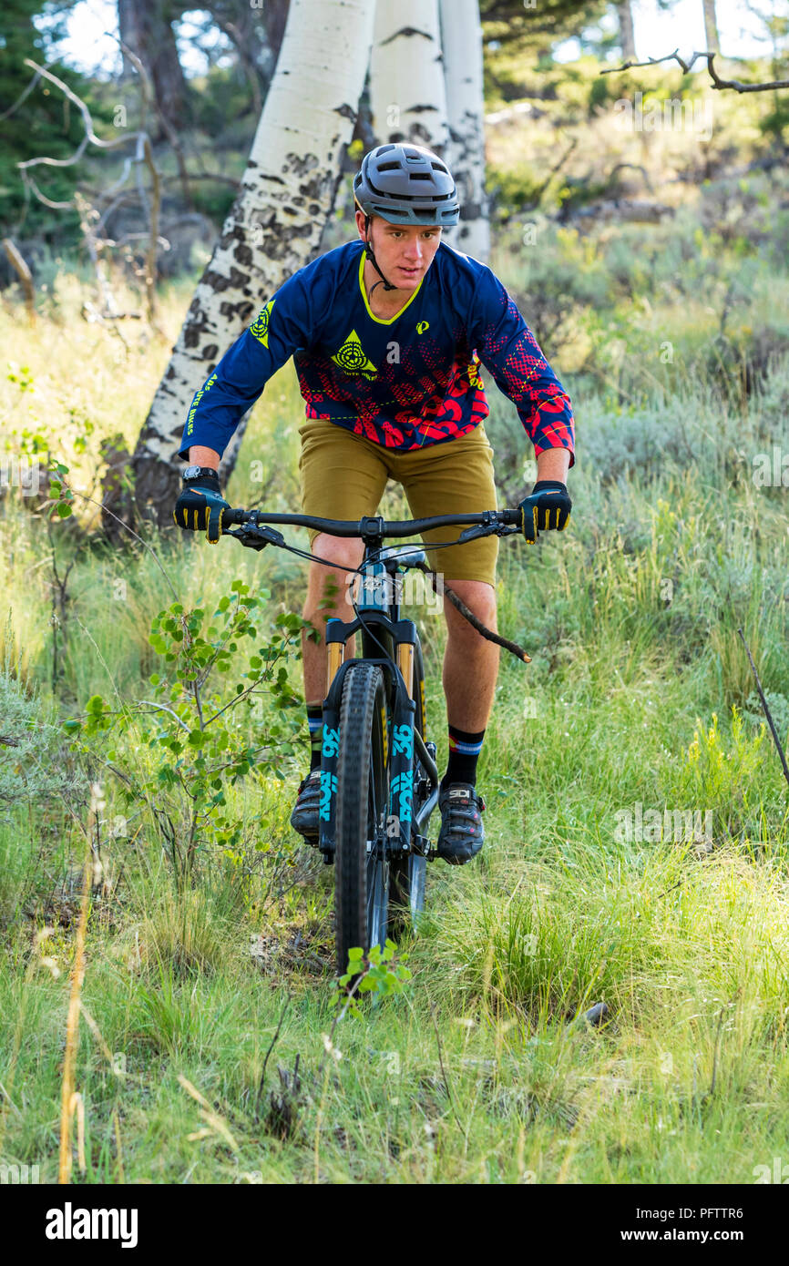 Teenage boy mountain biking through Aspen tree meadow; Poncha Pass ...