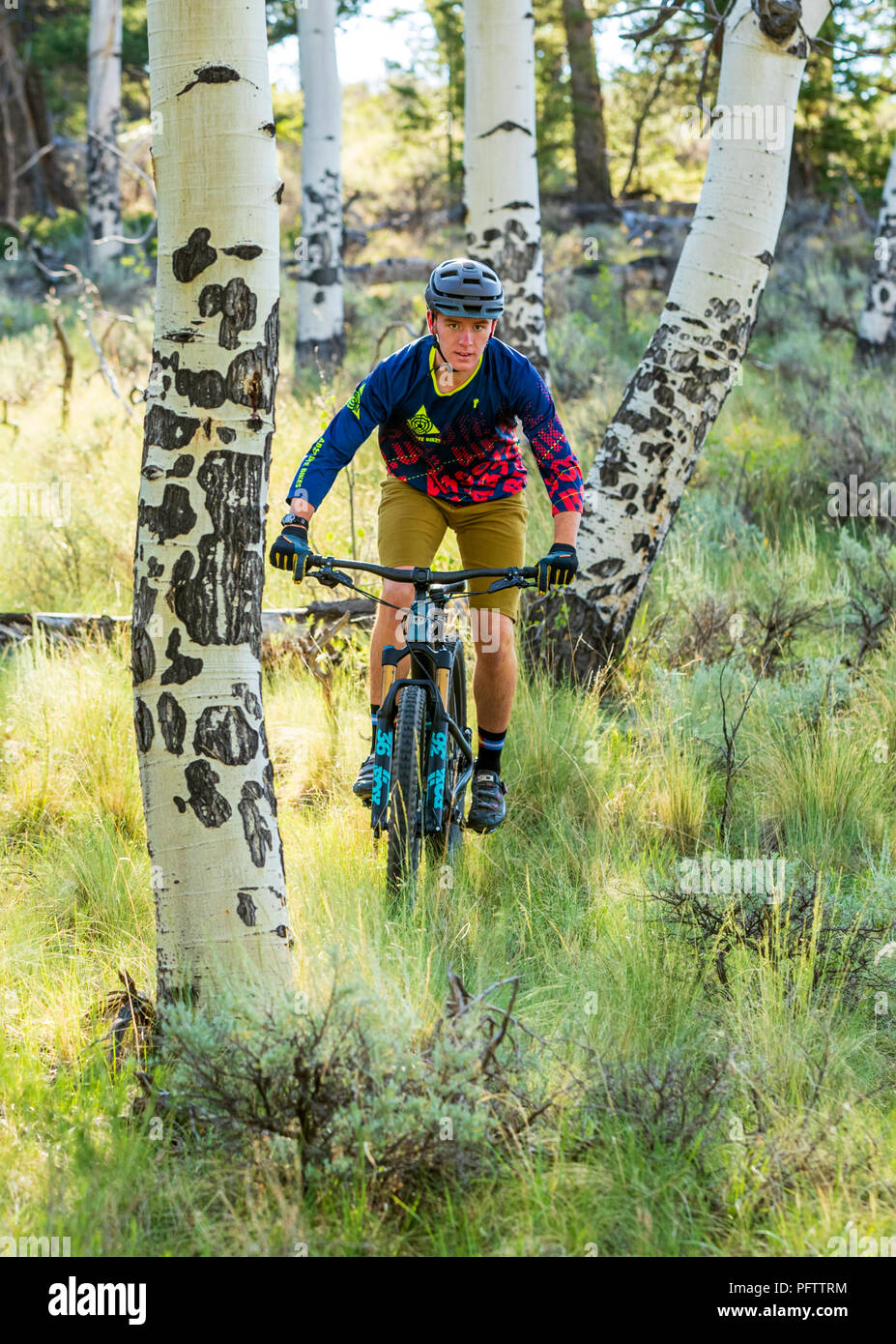 Teenage boy mountain biking through Aspen tree meadow; Poncha Pass ...