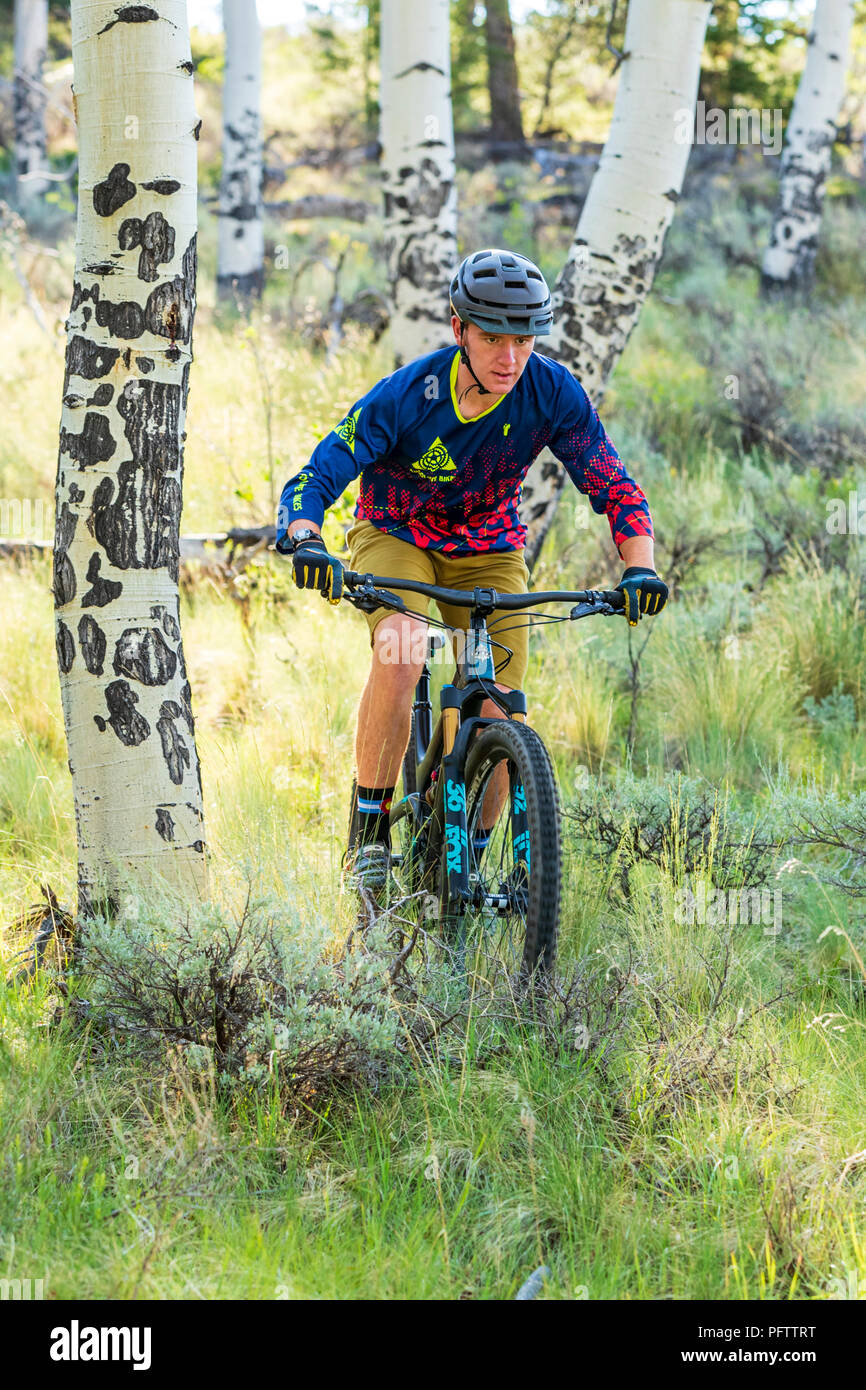 Teenage boy mountain biking through Aspen tree meadow; Poncha Pass ...