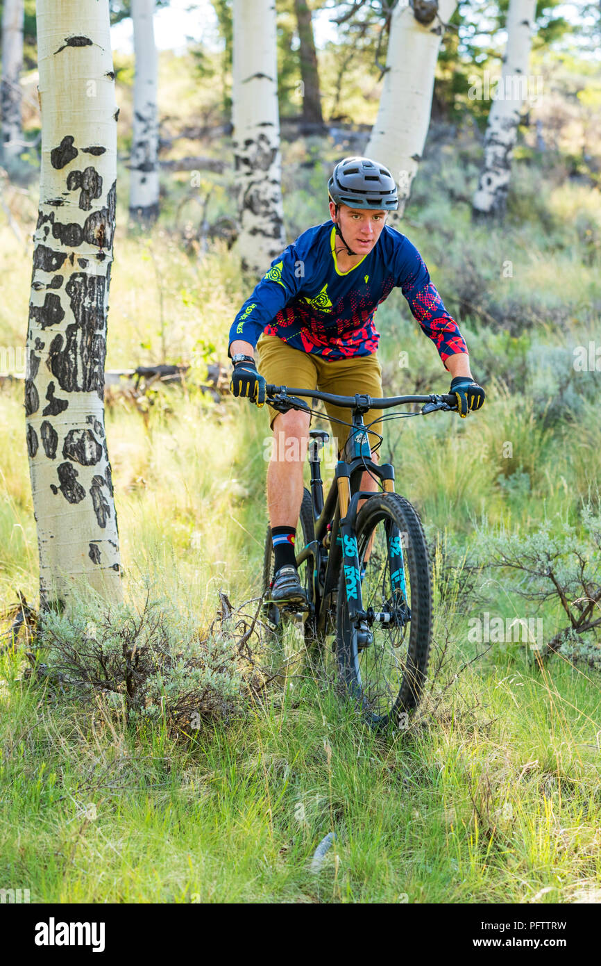 Teenage boy mountain biking through Aspen tree meadow; Poncha Pass ...