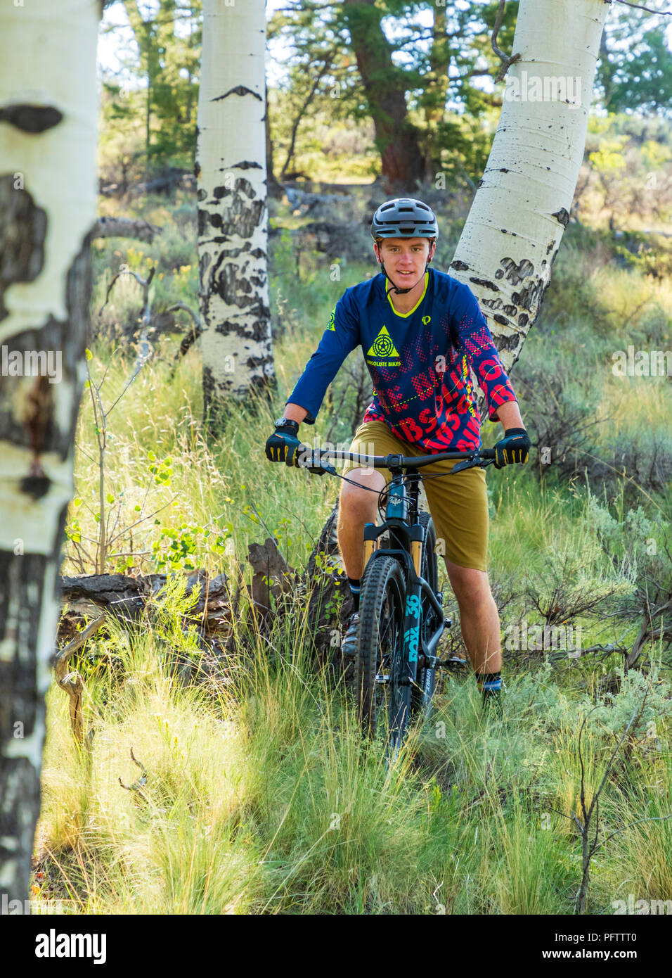 Teenage boy mountain biking through Aspen tree meadow; Poncha Pass ...