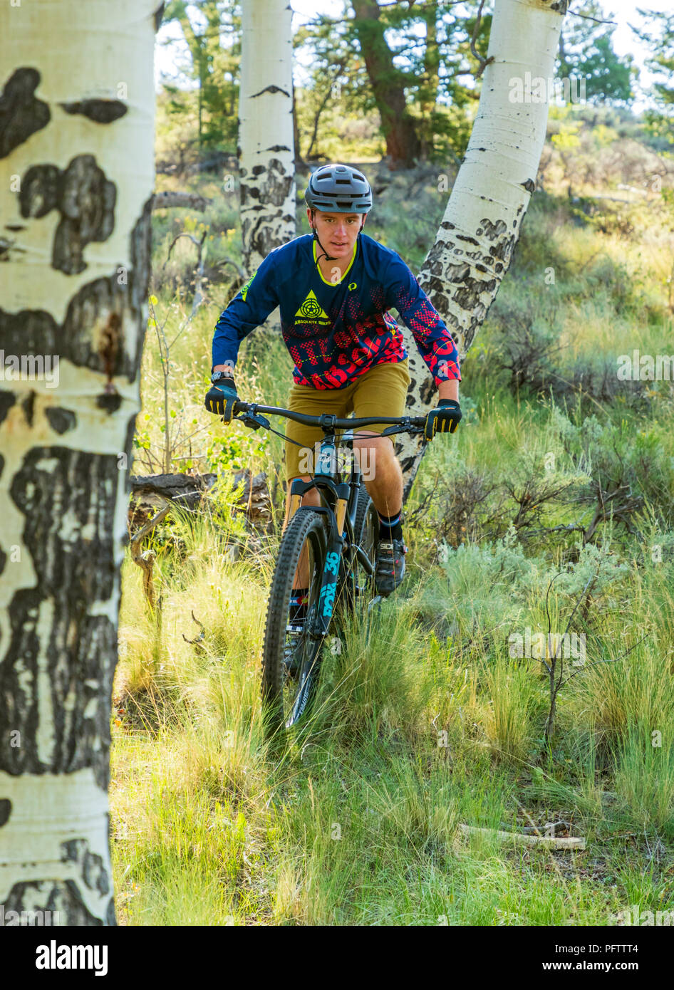 Teenage boy mountain biking through Aspen tree meadow; Poncha Pass ...