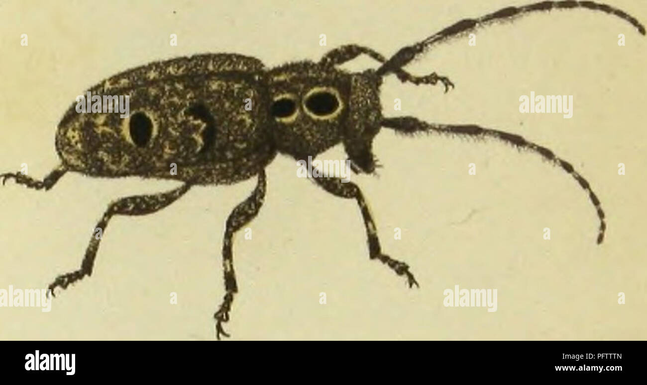 This image is from *Insekten der Schweiz*, detailing various prominent ...