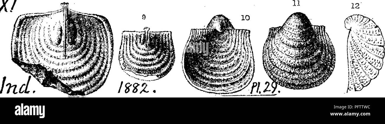 This dictionary documents the fossil species found in Pennsylvania and ...