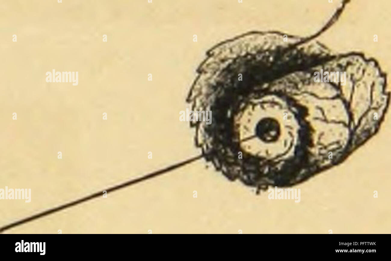 This natural history of American orb-weaving spiders provides insight ...