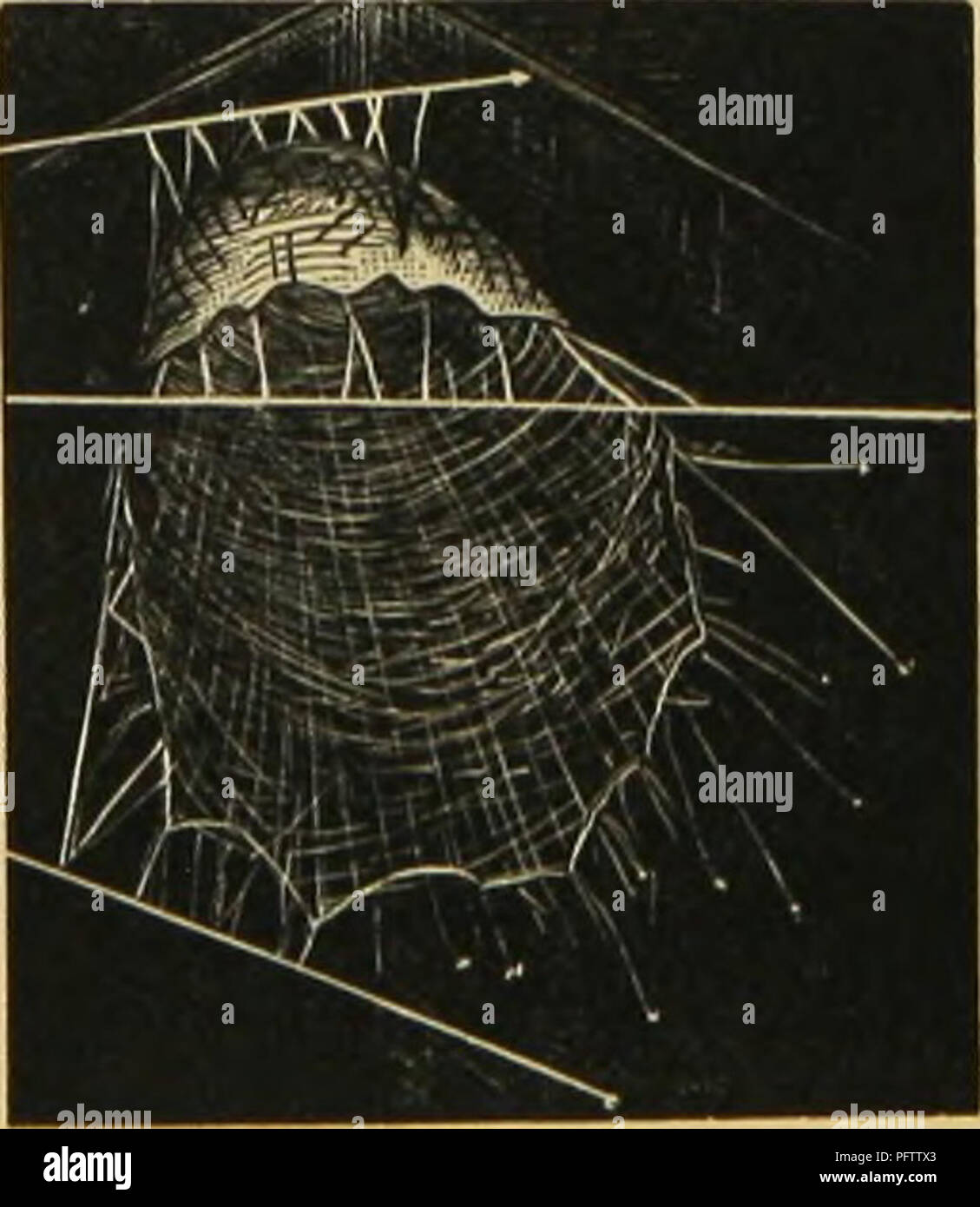 This work discusses the behavior and web-building techniques of orb ...