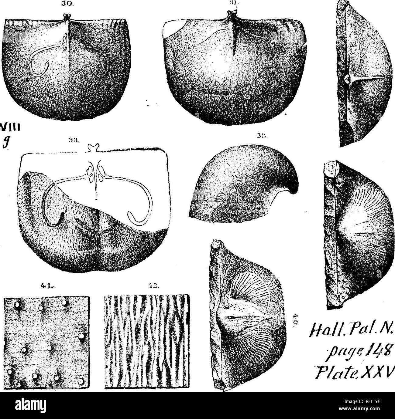 Detailed paleontological dictionary describing fossil species such as ...
