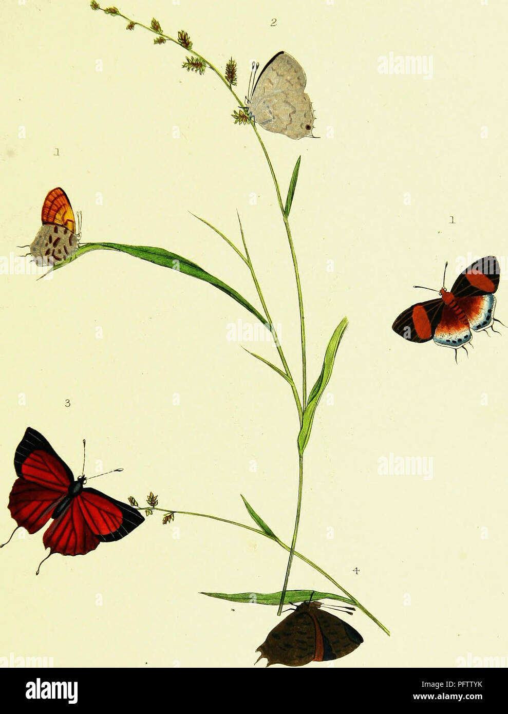 This work details the natural history of Indian insects, featuring over ...