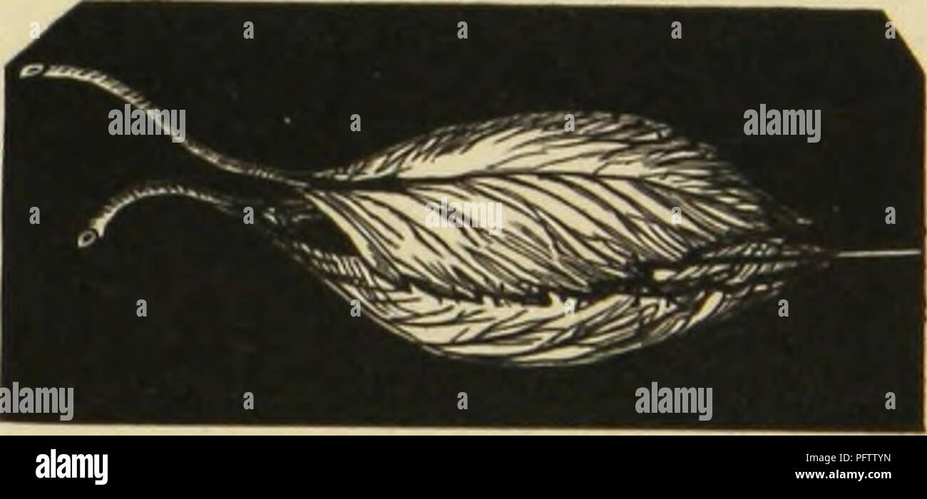 The orbweaving spiders of the United States are known for their ...
