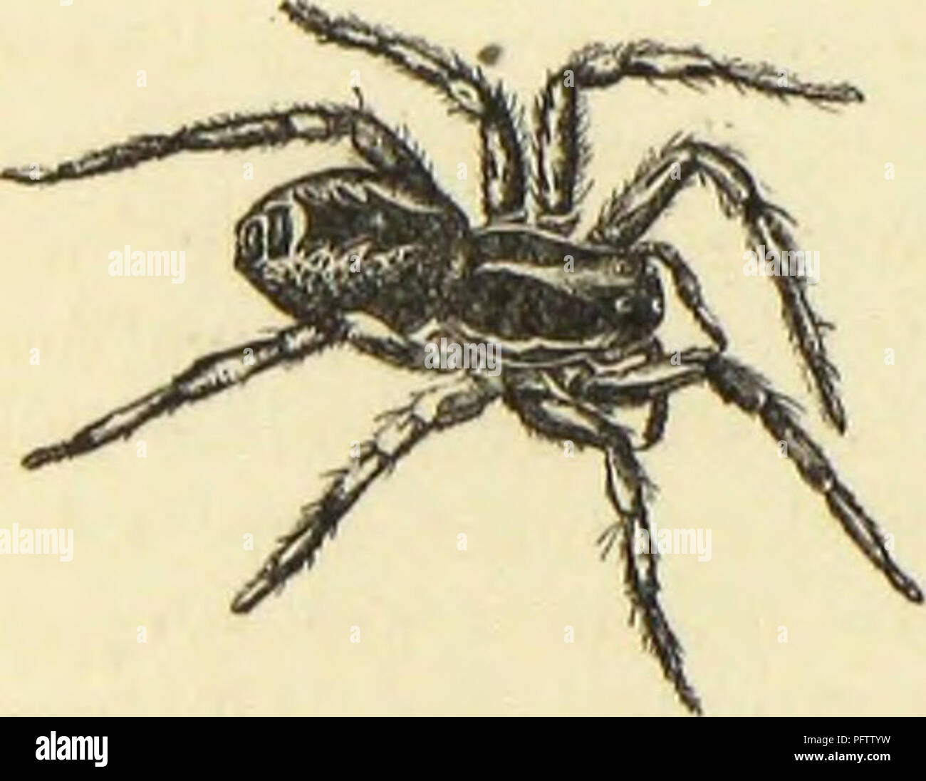 . American spiders and their spinning work. A natural history of the ...