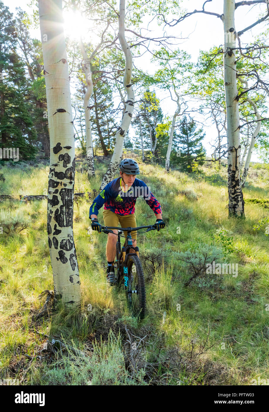 Teenage boy mountain biking through Aspen tree meadow; Poncha Pass ...