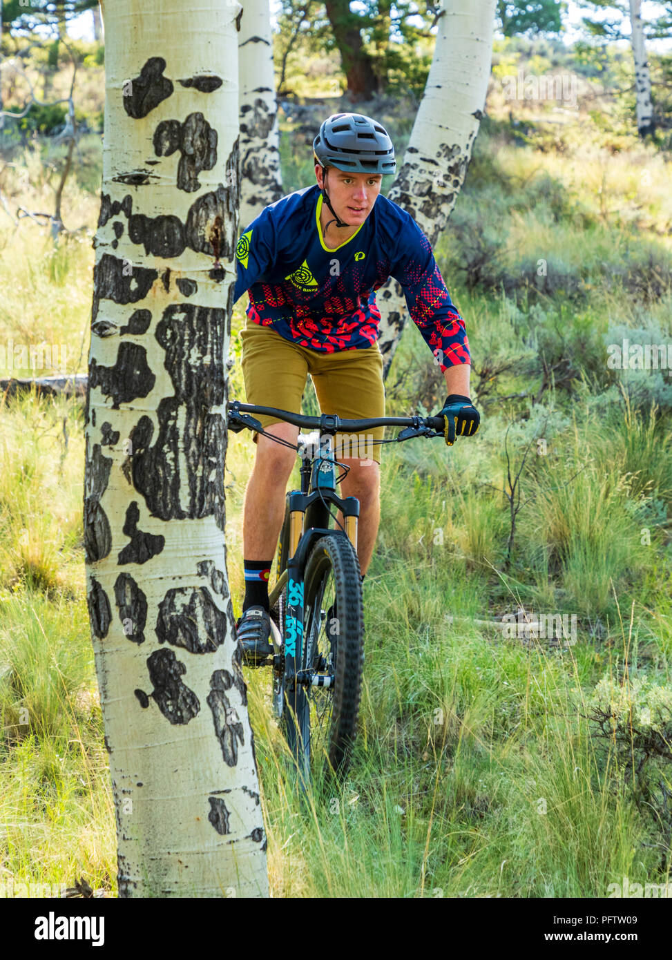 Teenage boy mountain biking through Aspen tree meadow; Poncha Pass ...
