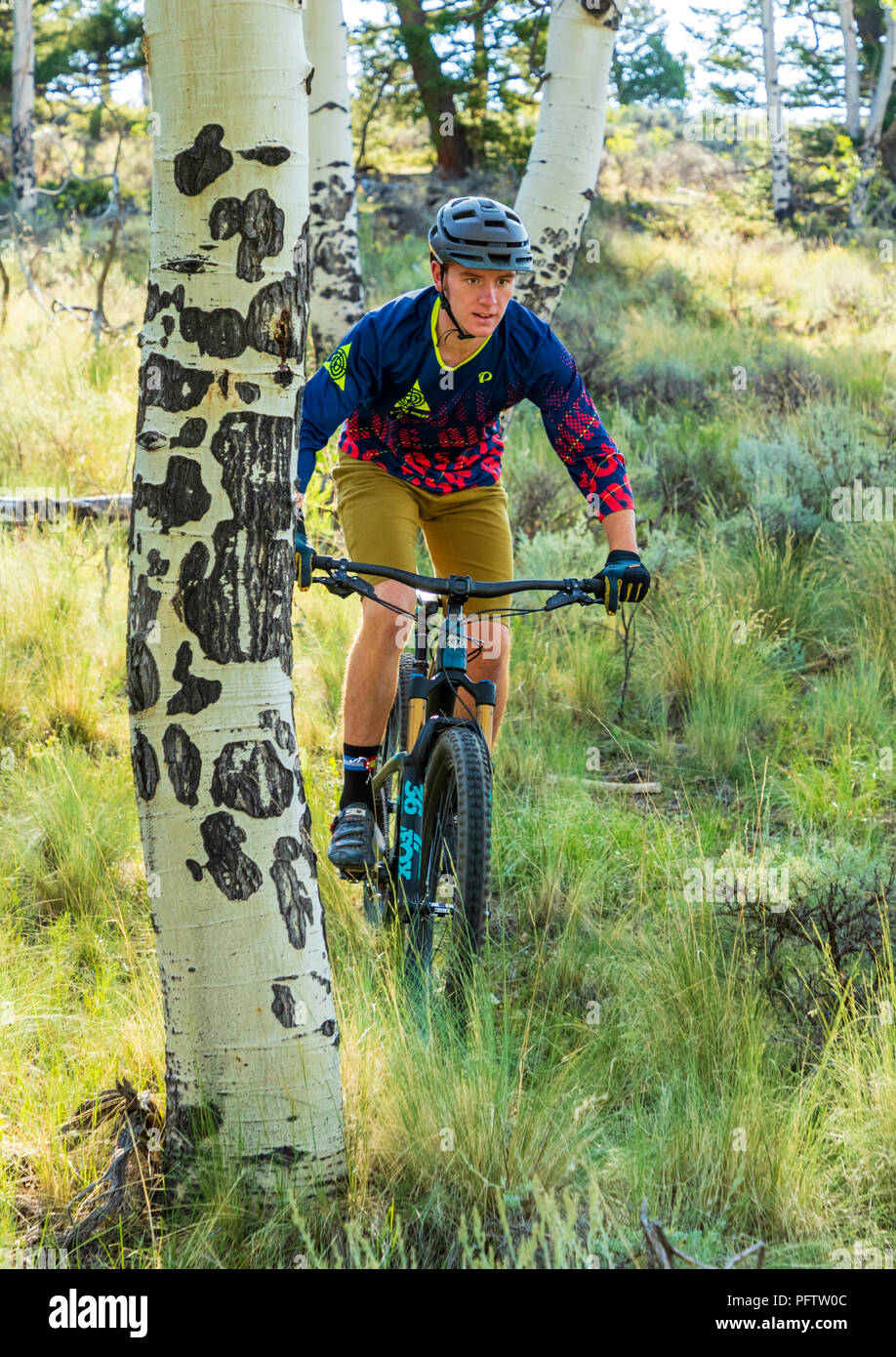 Teenage boy mountain biking through Aspen tree meadow; Poncha Pass ...