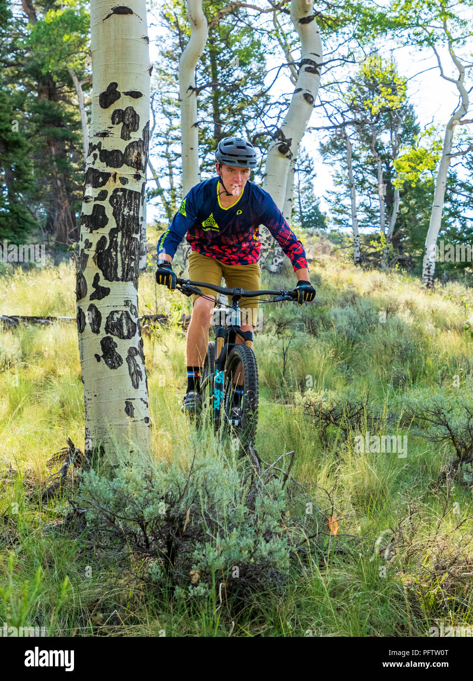 Teenage boy mountain biking through Aspen tree meadow; Poncha Pass ...