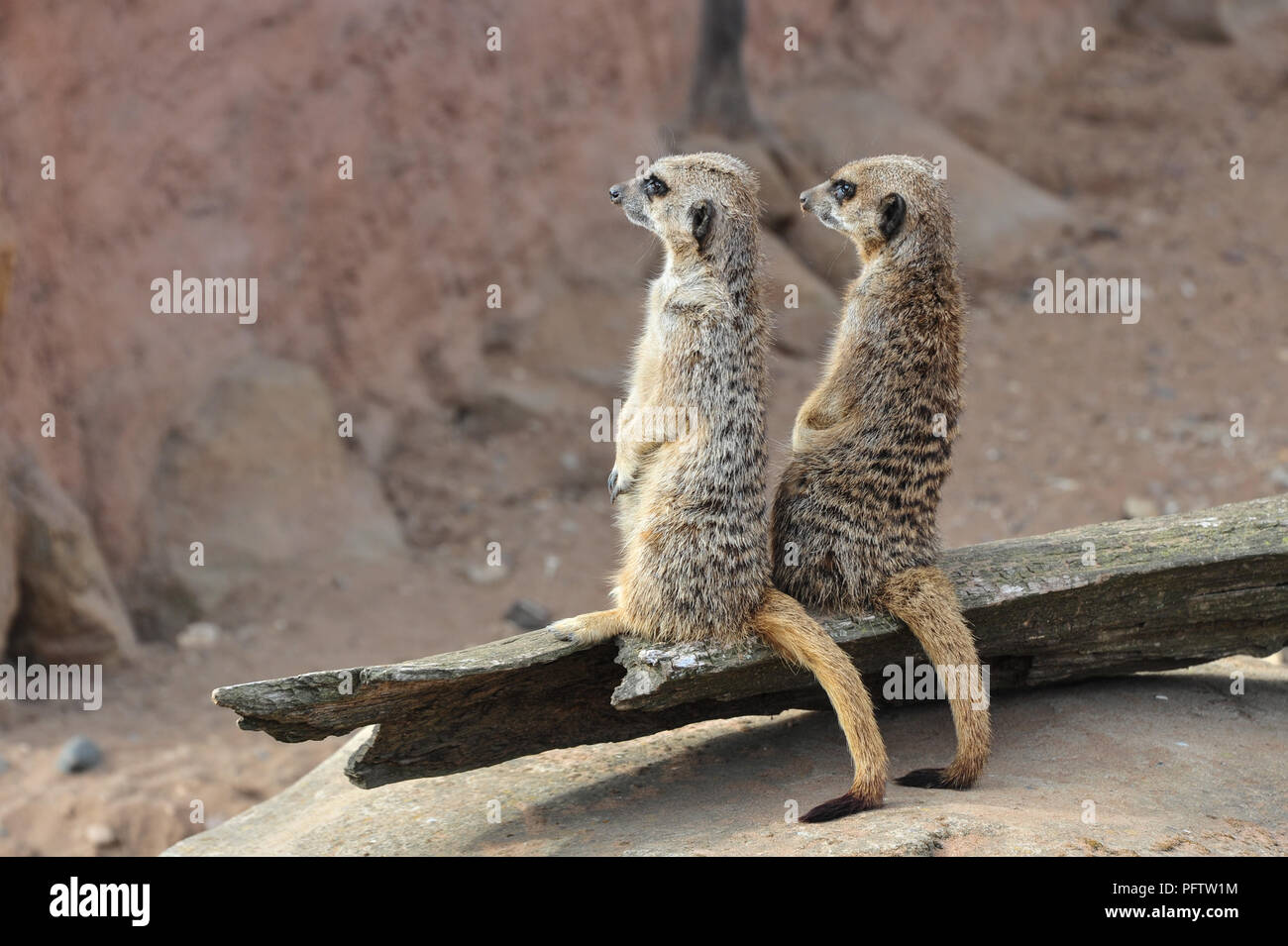 Funny zoos hi-res stock photography and images - Alamy