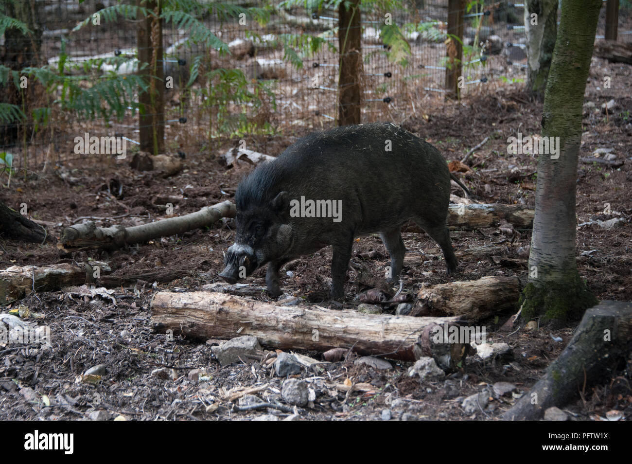 A large brown feral hog looks for food at the Yorkshire Wildlife Park ...