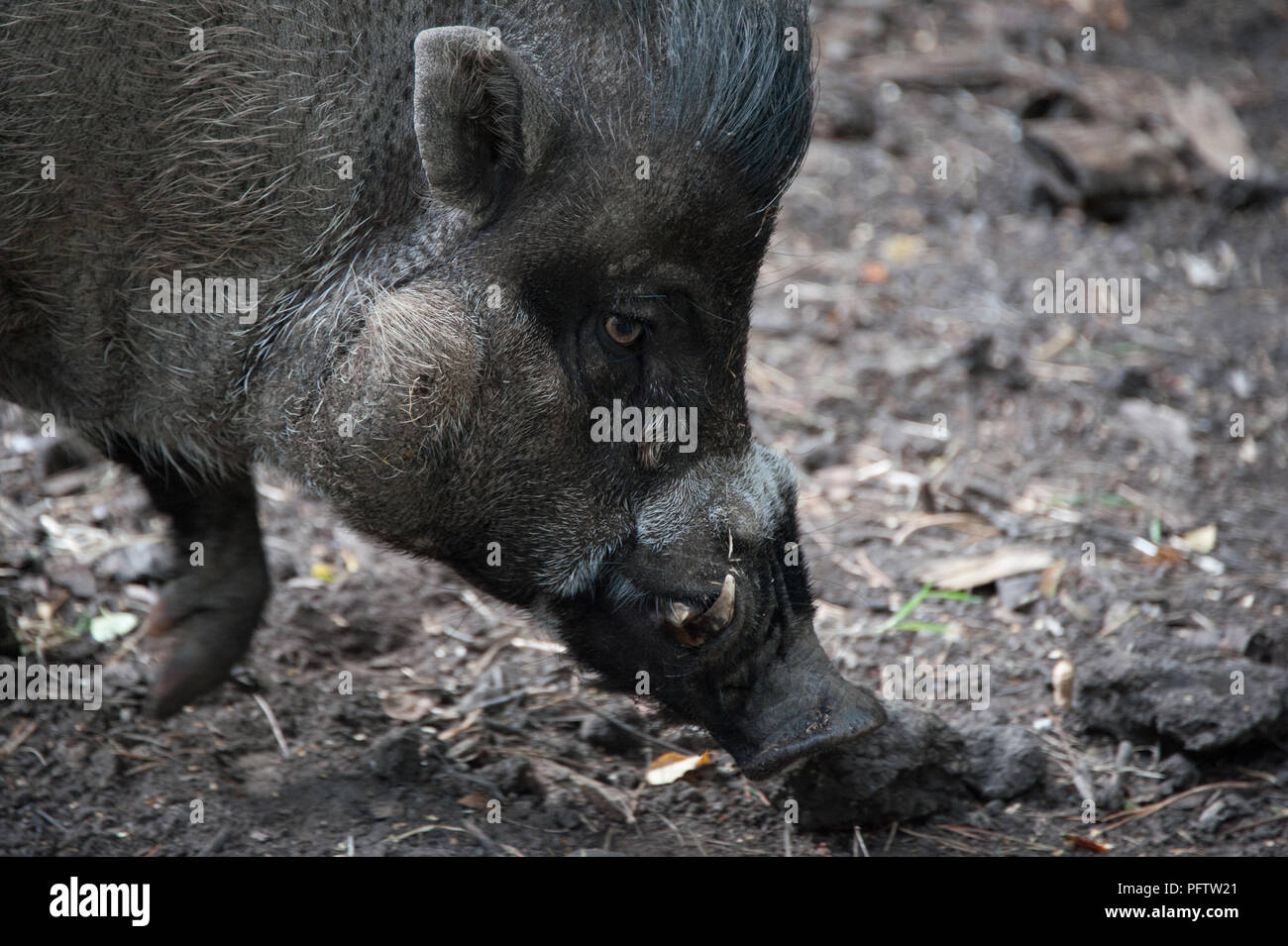 Feral hog hi-res stock photography and images - Alamy
