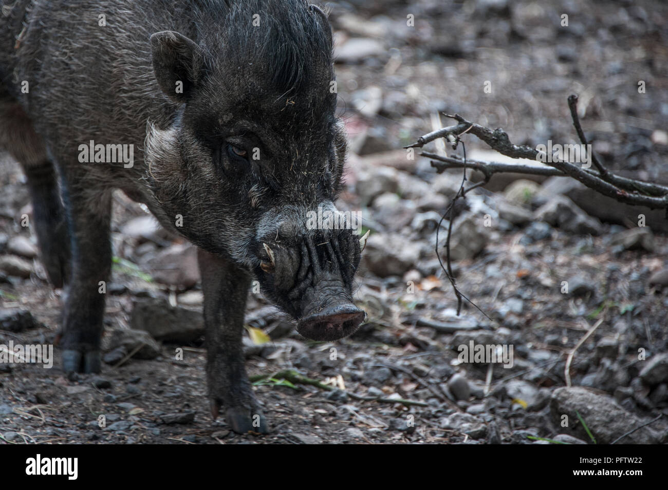 A large brown feral hog looks for food at the Yorkshire Wildlife Park ...