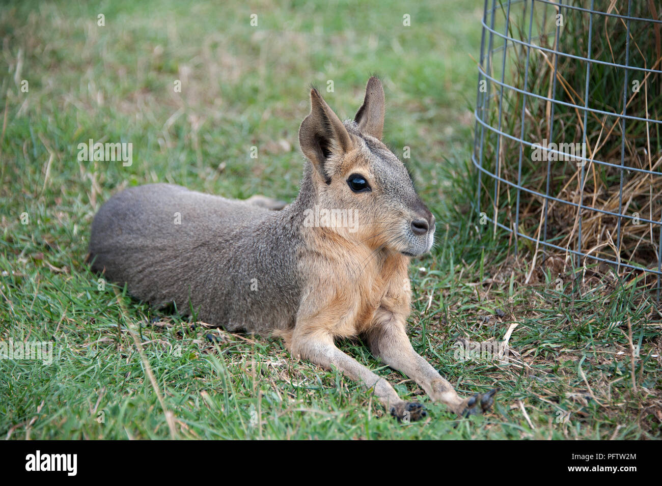 Yorkshire Wildlife Park, Doncaster, South Yorkshire is the home to ...