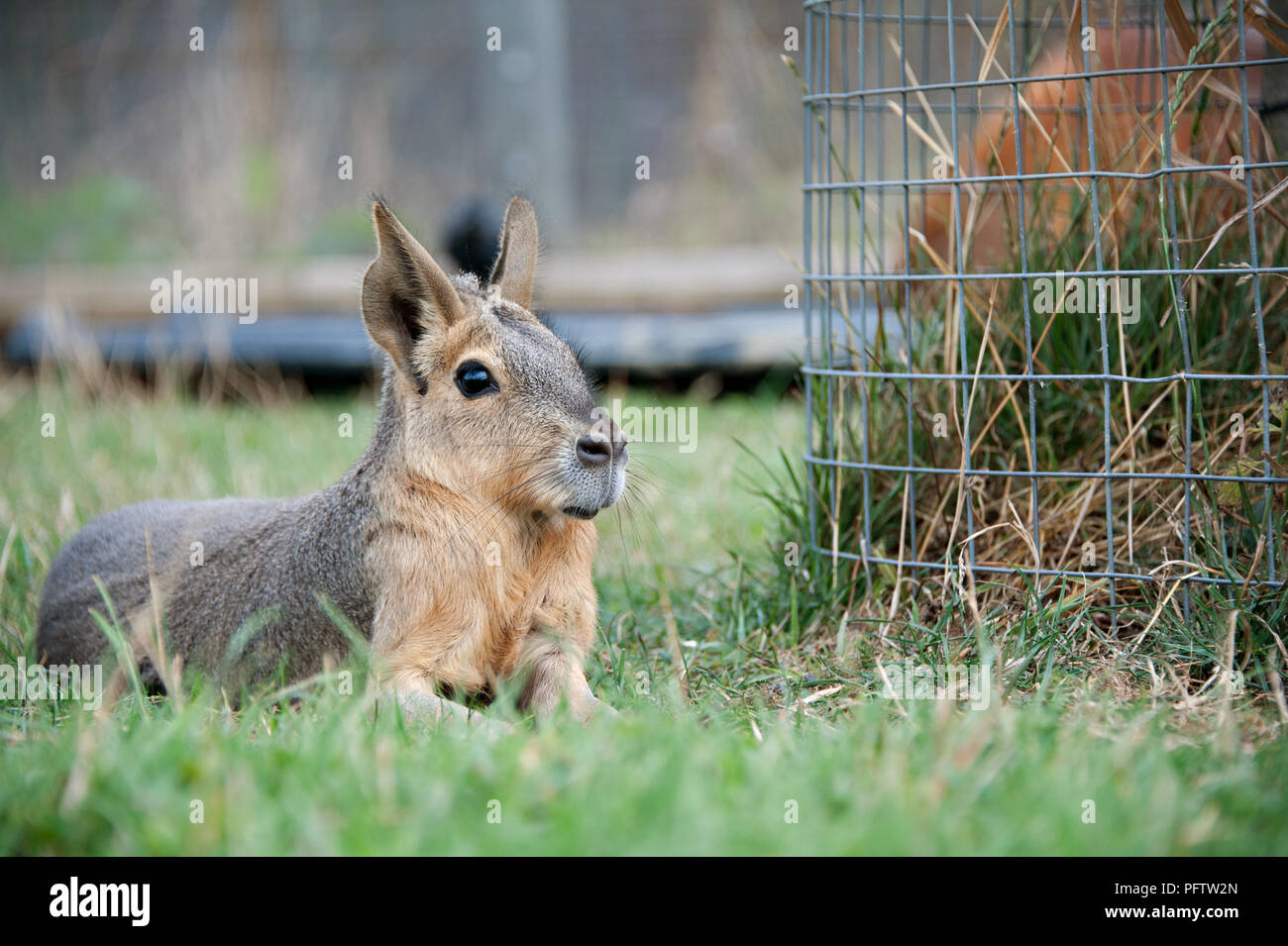 Yorkshire Wildlife Park, Doncaster, South Yorkshire is the home to ...