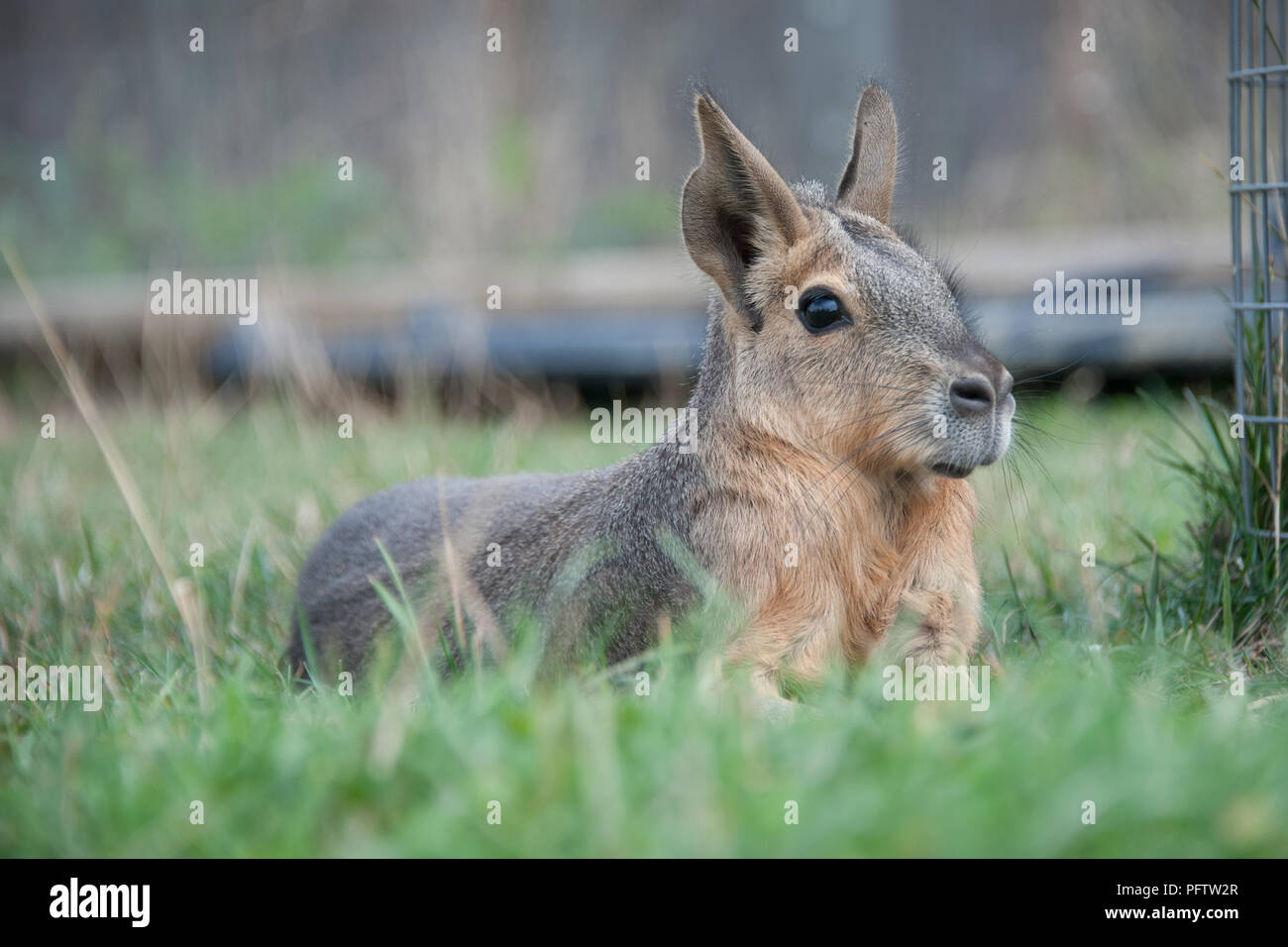 Yorkshire Wildlife Park, Doncaster, South Yorkshire is the home to ...