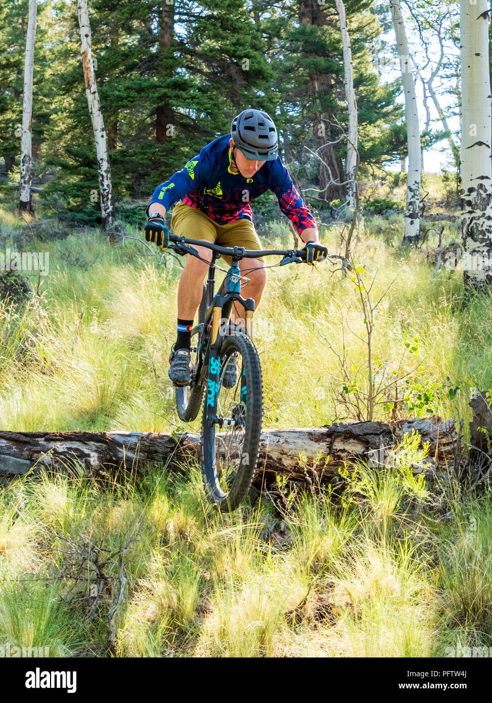 Teenage boy mountain biking through Aspen tree meadow; Poncha Pass ...