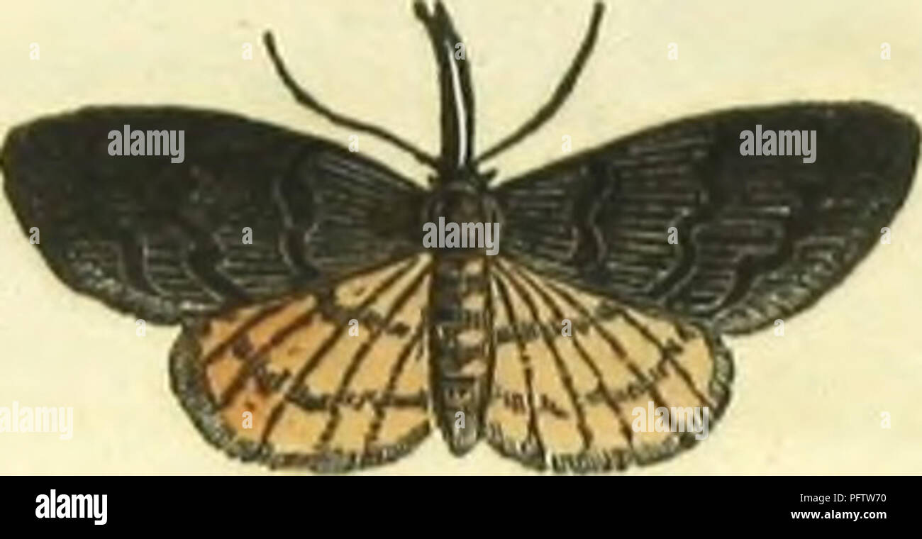 This illustrated work features various species of butterflies, sphinx ...