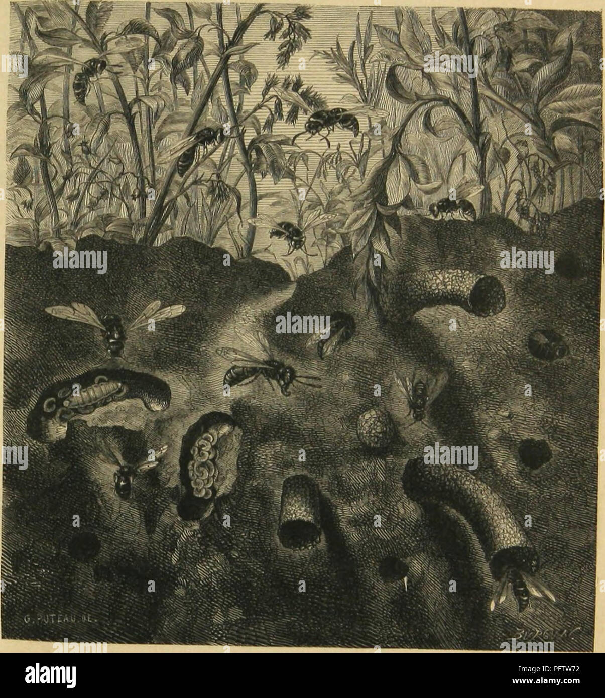 This work on the metamorphosis and instincts of insects, covering ...