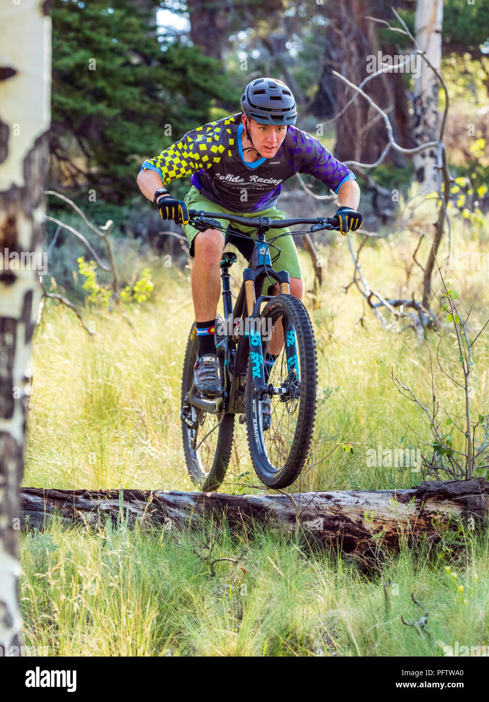Teenage boy mountain biking through Aspen tree meadow; Poncha Pass ...