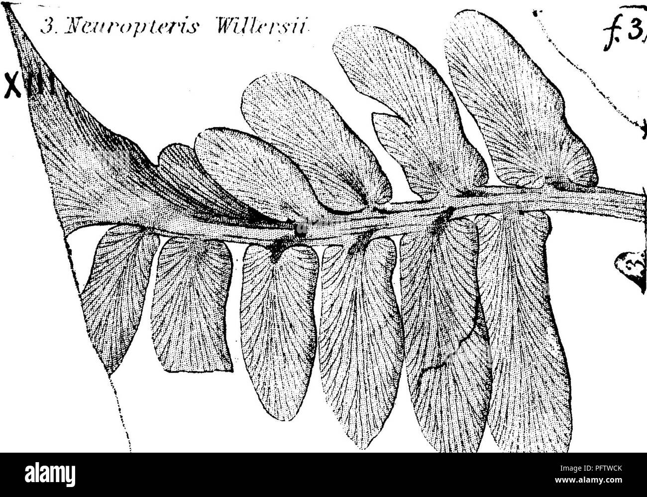 Neuropteris hi-res stock photography and images - Alamy