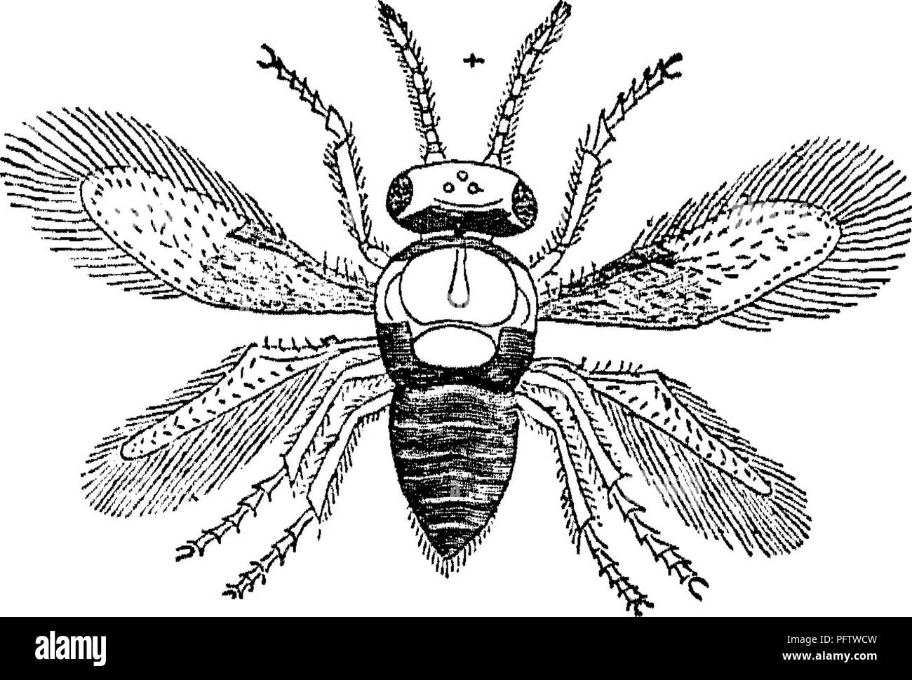 This section of the encyclopedia focuses on beneficial insects ...