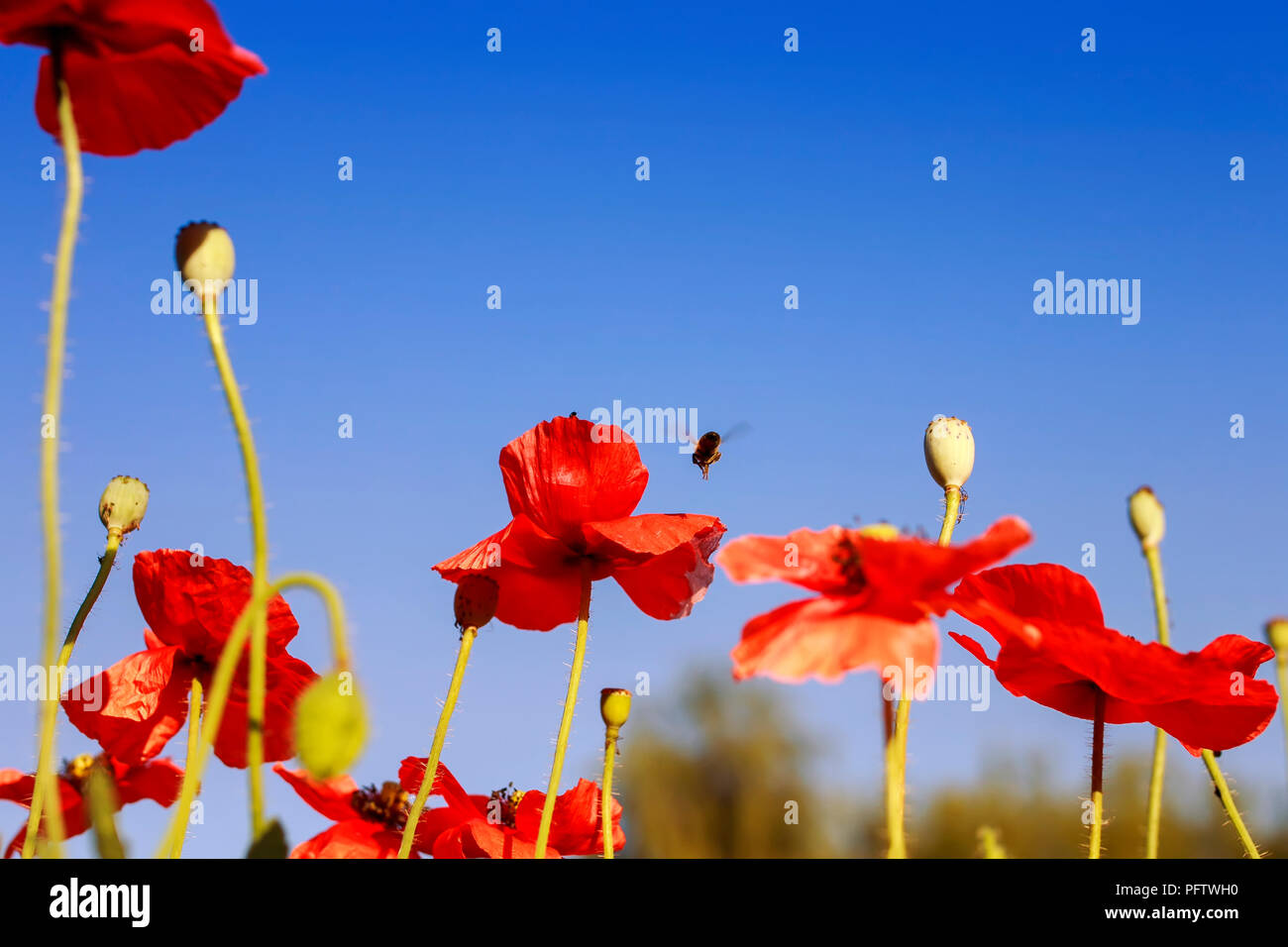 natural landscape with little bee flying and collecting nectar with red ...
