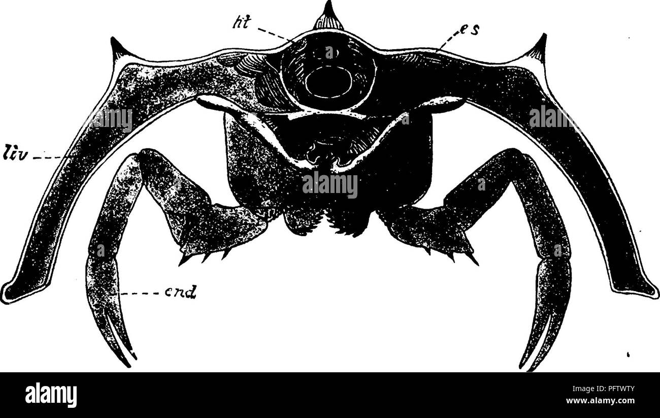 Eurypterida hi-res stock photography and images - Alamy