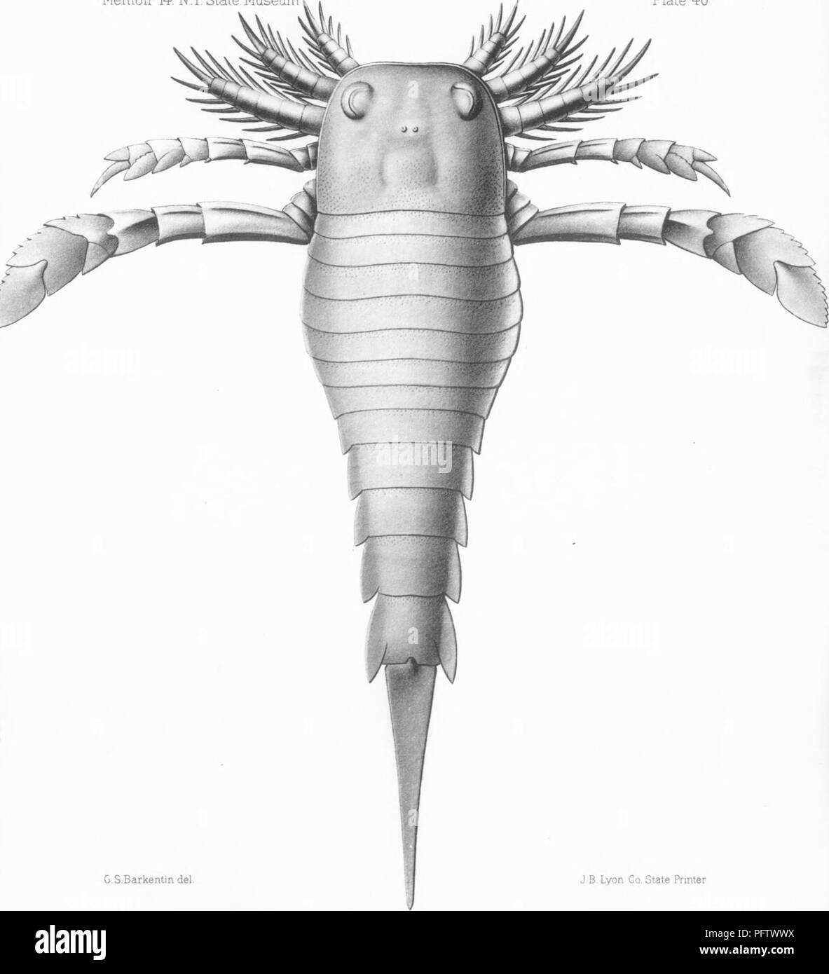 This illustration features an early depiction of the Eurypterida, an ...