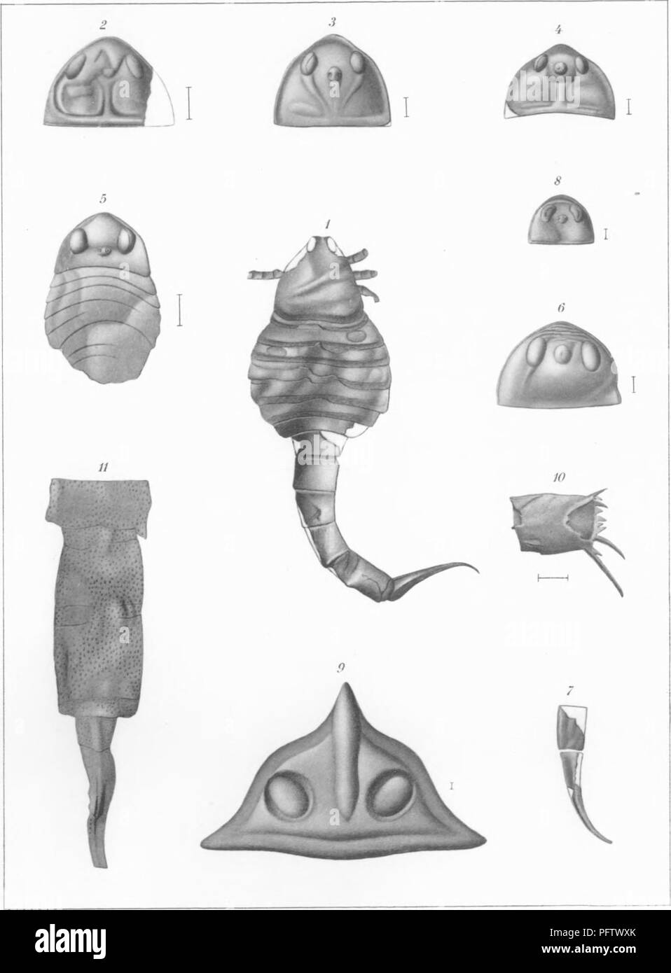 This scientific work on *Eurypterida* presents fossil records from New ...