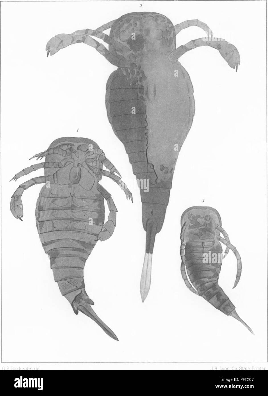 Understanding scorpion anatomy hi-res stock photography and images - Alamy