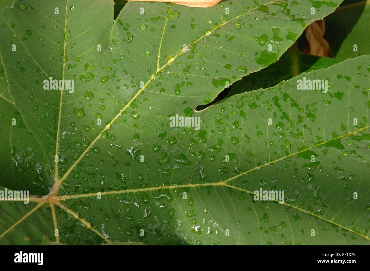 A tropical leaf from the amazon Stock Photo - Alamy