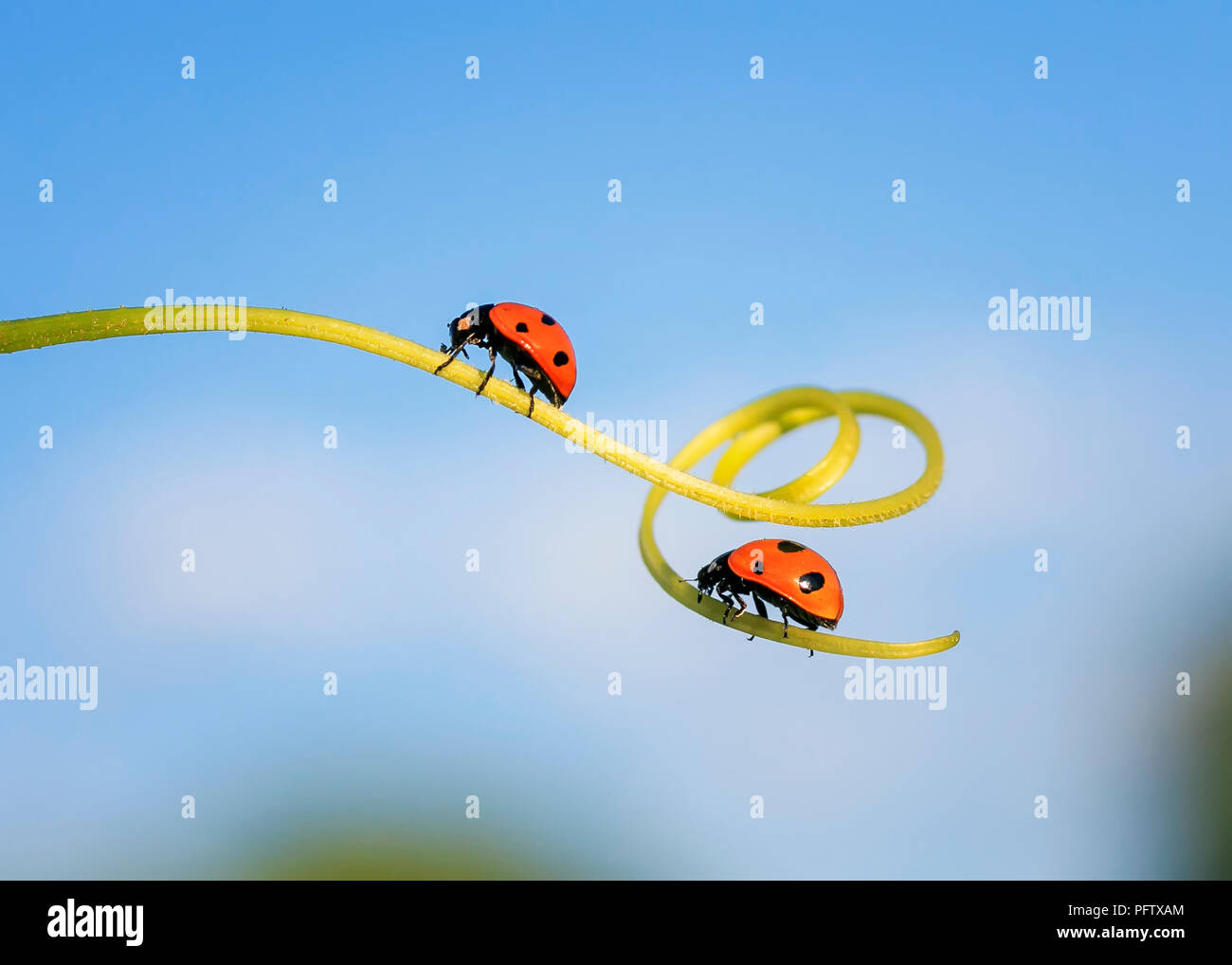 two beautiful little ladybugs crawling on a winding blade of grass on a ...