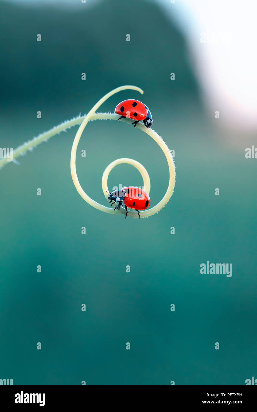Insects crawling on grass hi-res stock photography and images - Alamy