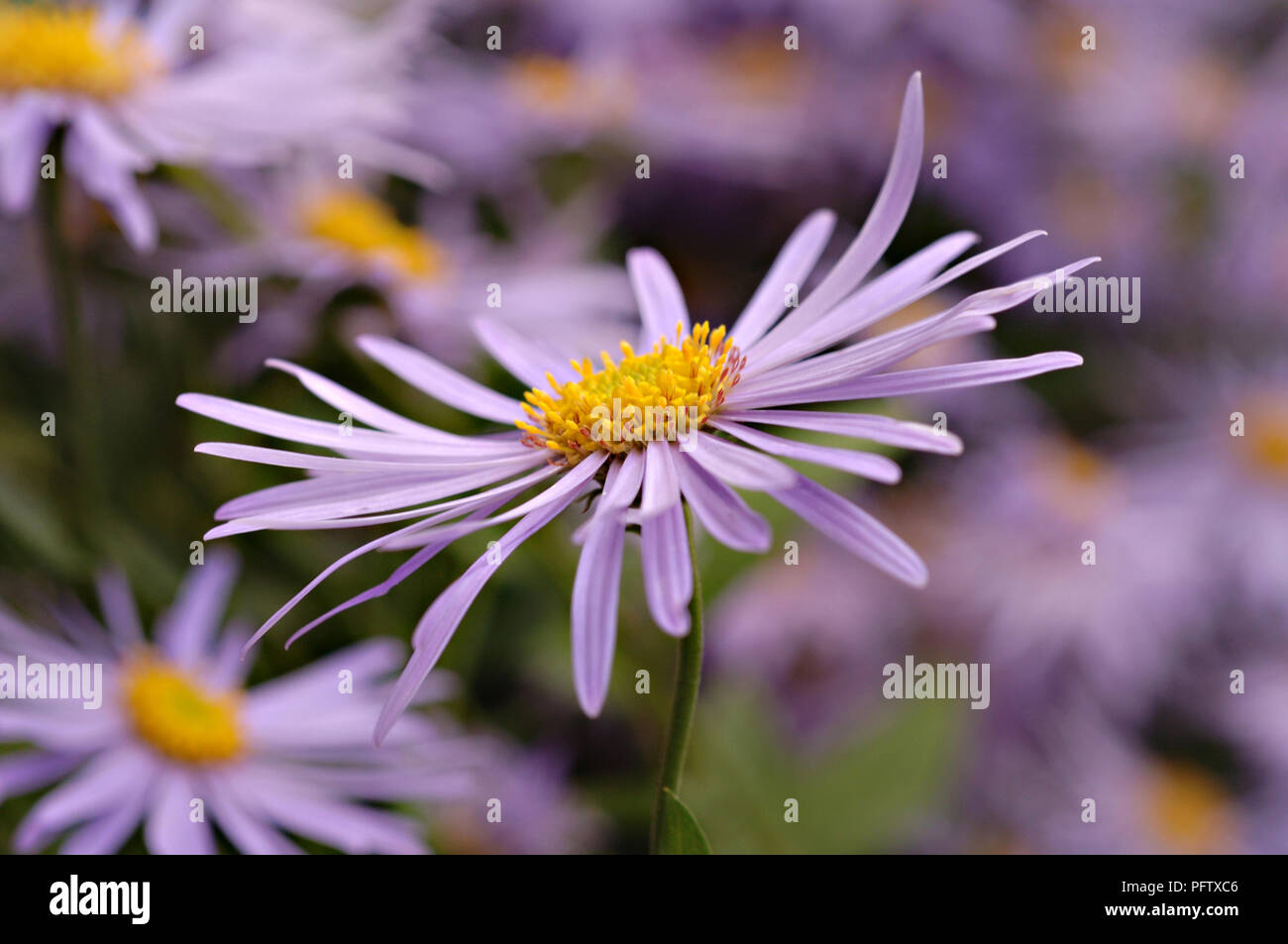 A collection of close ups of garden flowers at the Botanical Gardens in ...