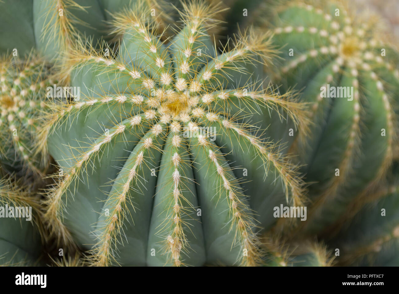 A close up of a prickly pear cactus plant showing the green plant ...
