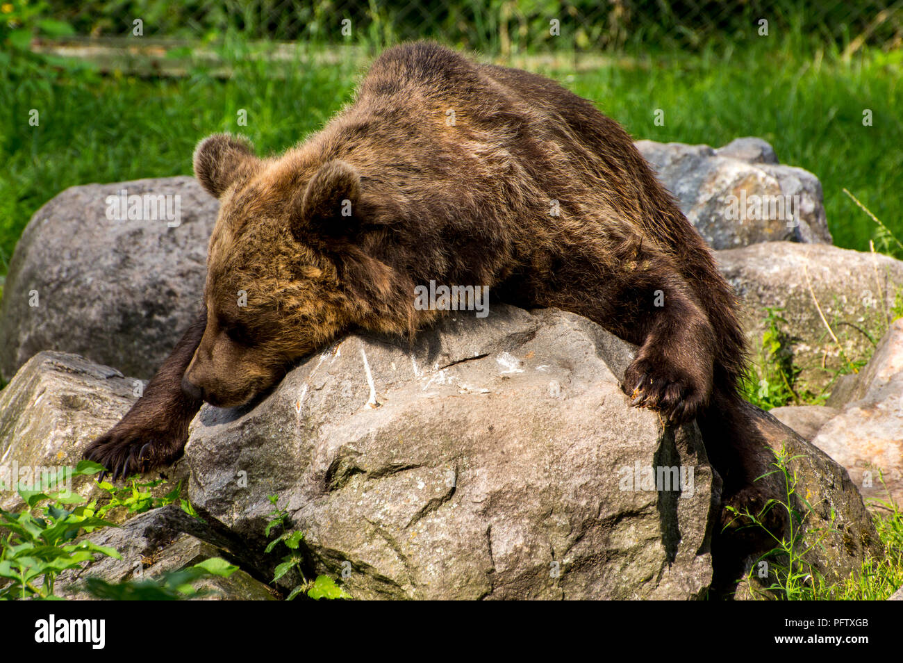 Stockholm zoo sweden hi-res stock photography and images - Alamy