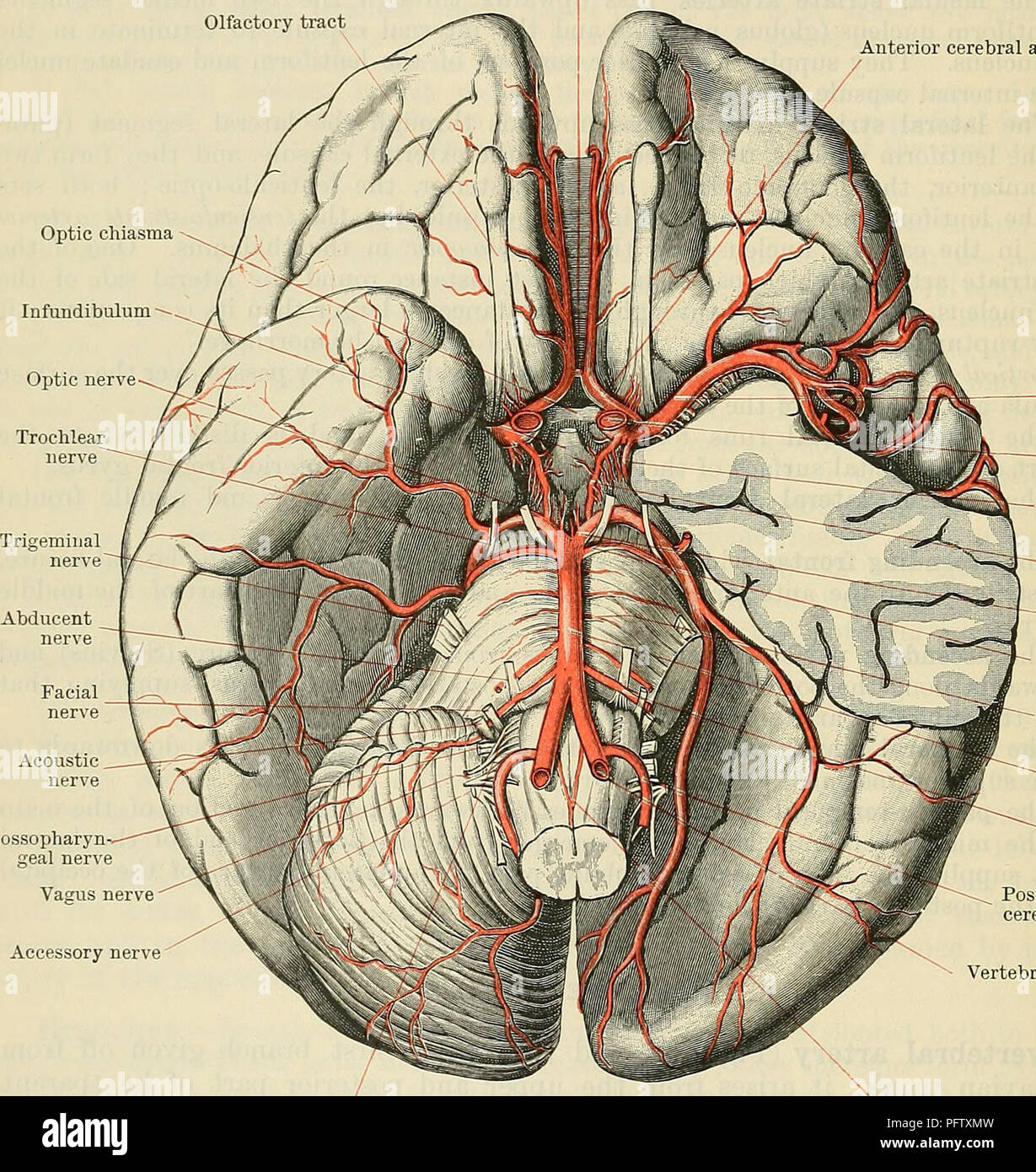Sub occipital hi-res stock photography and images - Alamy