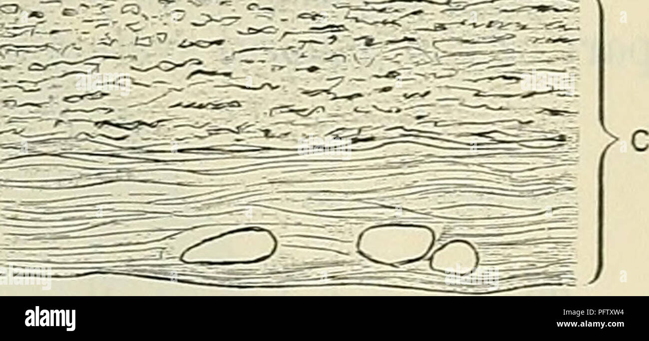 This section from *Cunningham's Text-book of Anatomy* describes the ...