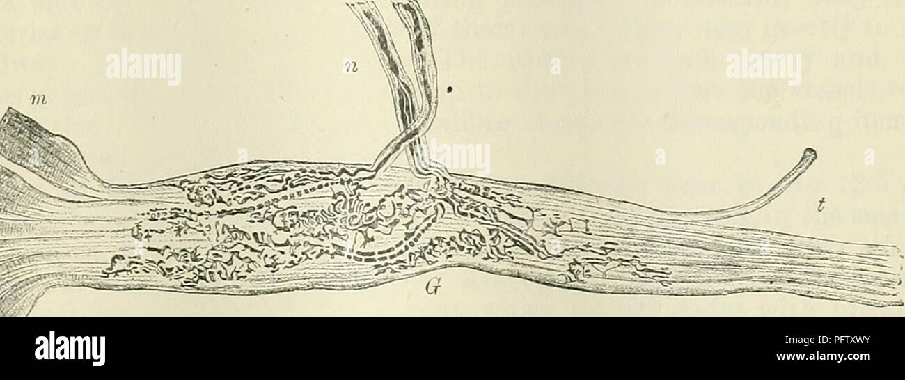 This entry from *Cunningham's Text-book of Anatomy* illustrates the ...