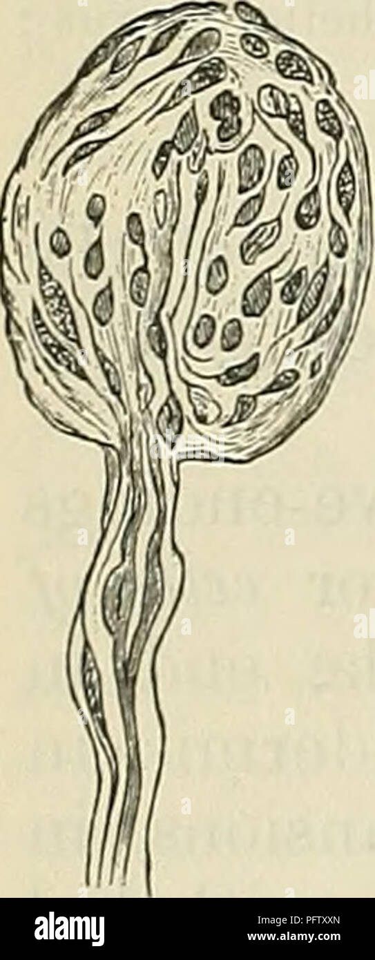 This text explores the anatomy of tactile corpuscles, such as those ...