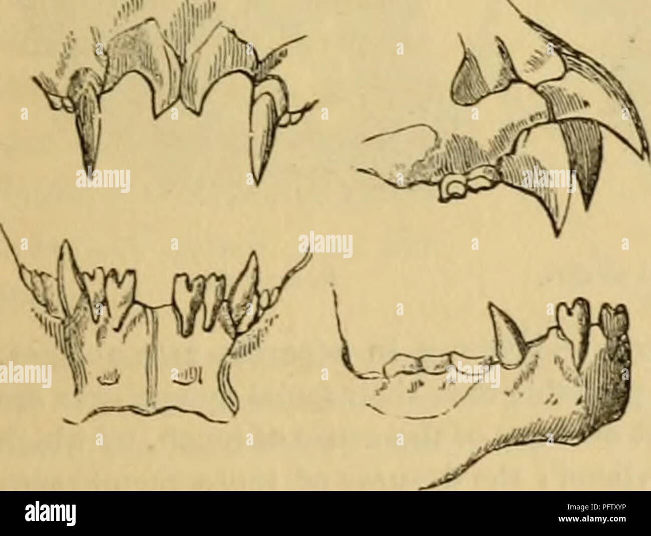 Vampyres hi-res stock photography and images - Alamy