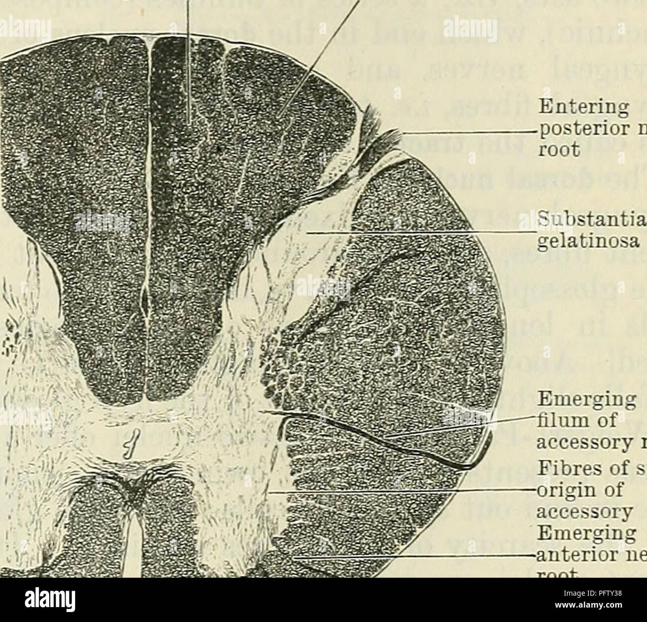 . Cunningham's Text-book of anatomy. Anatomy. Entering posterior nerve ...
